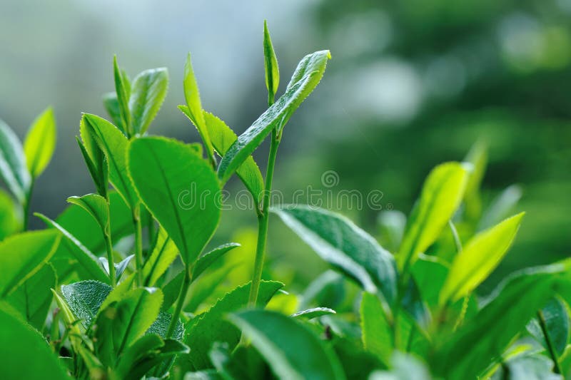 Growing green tea trees stock photo. Image of garden - 115742850