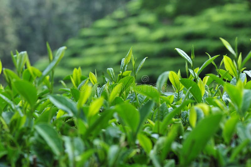 Growing green tea trees stock image. Image of plant - 115742897