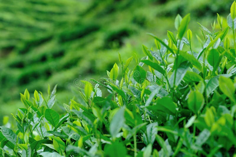 Growing green tea trees stock image. Image of closeup - 115743425