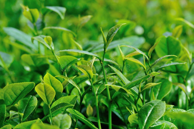 Growing green tea trees stock photo. Image of mountain - 115743602