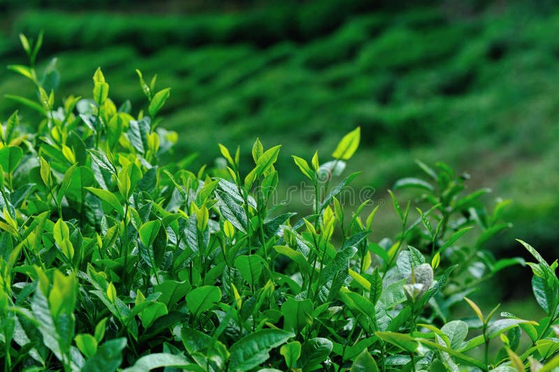 Growing green tea trees stock image. Image of foliage - 115743901