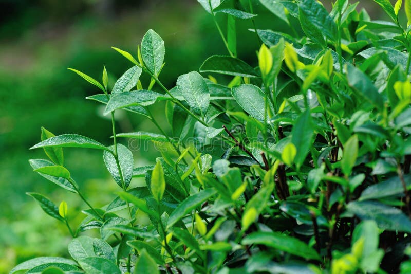 Growing green tea trees stock photo. Image of mountain - 115750896