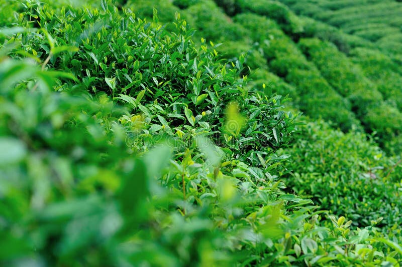 Growing green tea trees stock photo. Image of countryside - 115756194