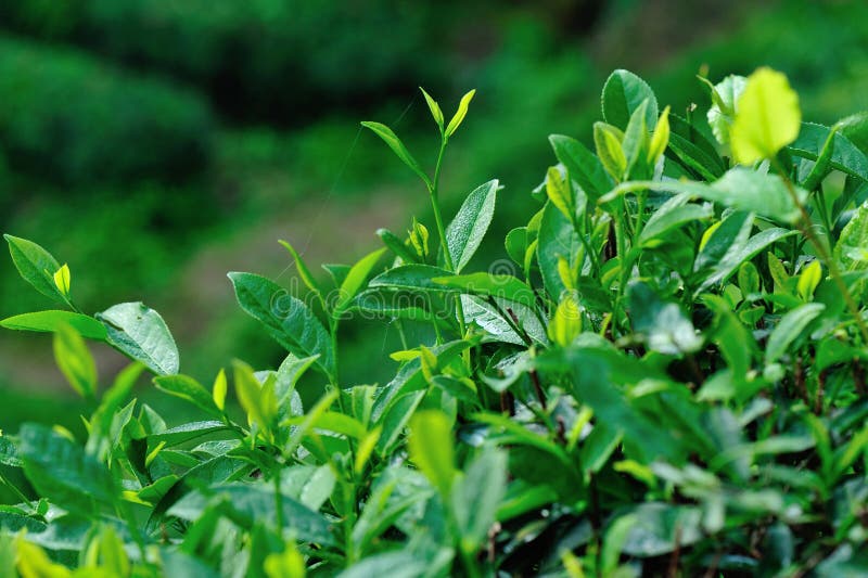 Growing green tea trees stock photo. Image of beautiful - 115750854
