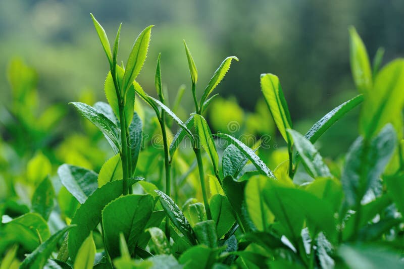 Growing green tea trees stock image. Image of agricultural - 115750943