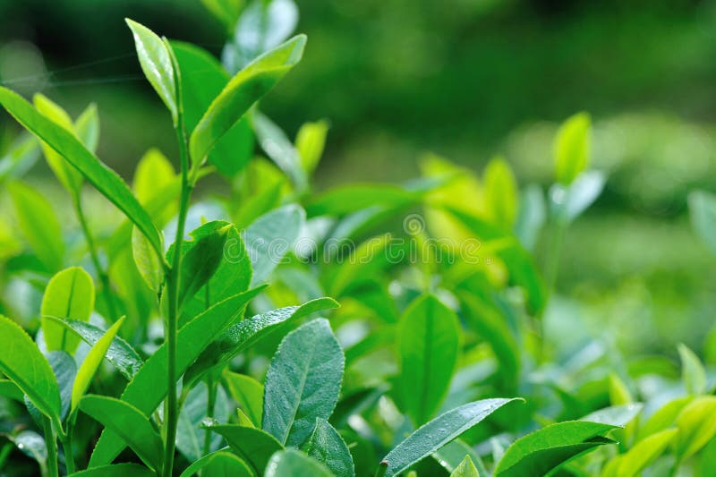 Growing green tea trees stock image. Image of garden - 115742613