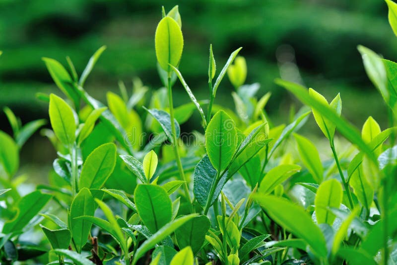 Growing green tea trees stock photo. Image of agricultural - 115742834