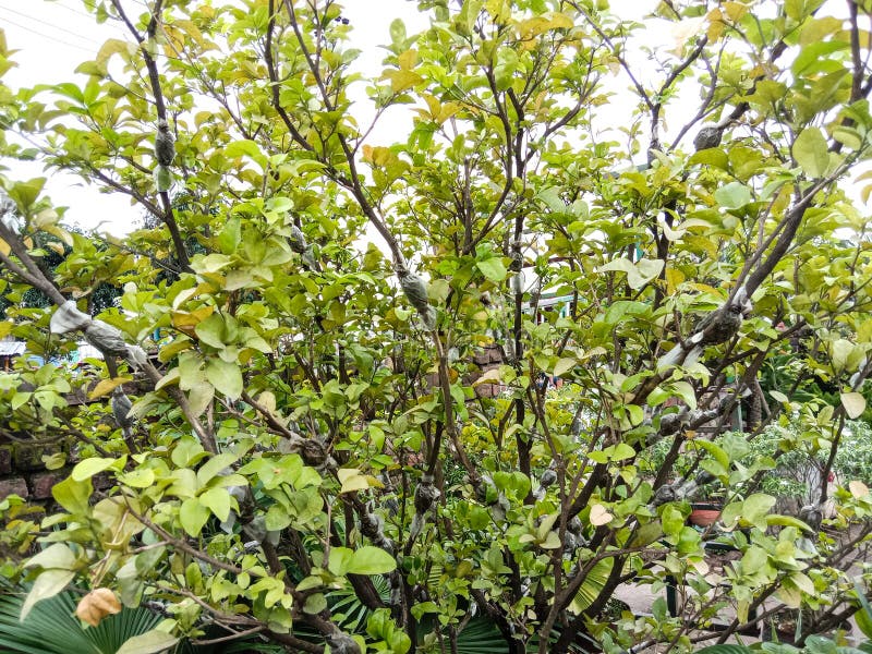 Growing Green Tree in a Garden Stock Image - Image of agriculture ...