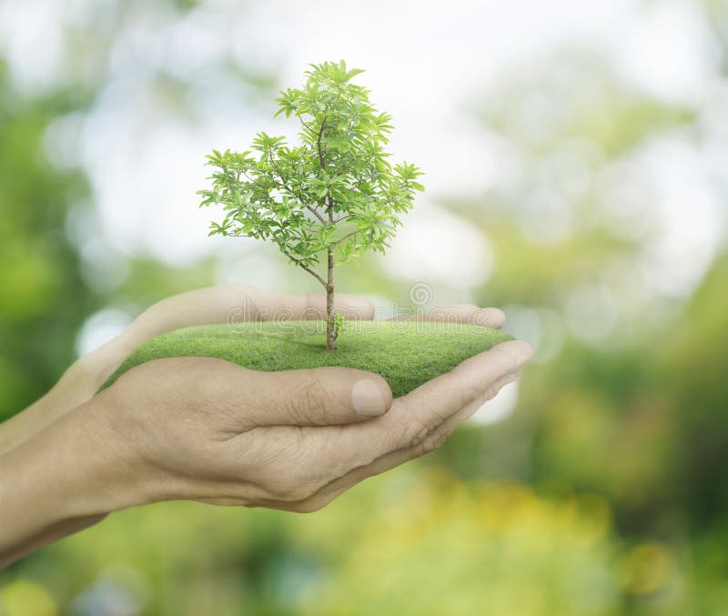 Growing Green Tree in Hands on Green Bokeh Background Stock Image ...