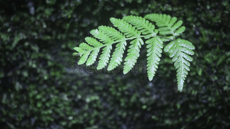 The Growing and Green Weed in Spring Stock Image - Image of nature ...