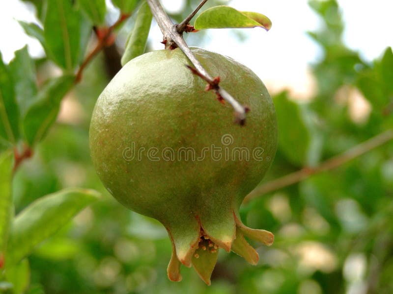 Grenade fruit on the tree stock image. Image of leaf - 28403587