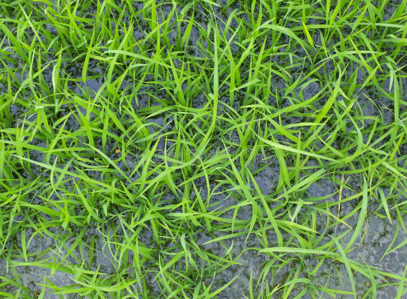 A Growing Group of Green Rice Plants Stock Photo - Image of rice ...