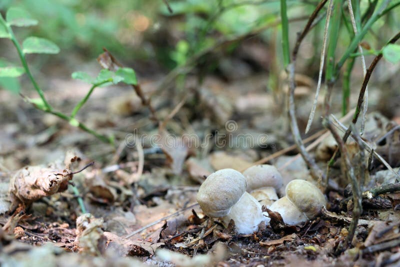 Growing Group of Three Little Ceps Stock Image - Image of food, edible ...