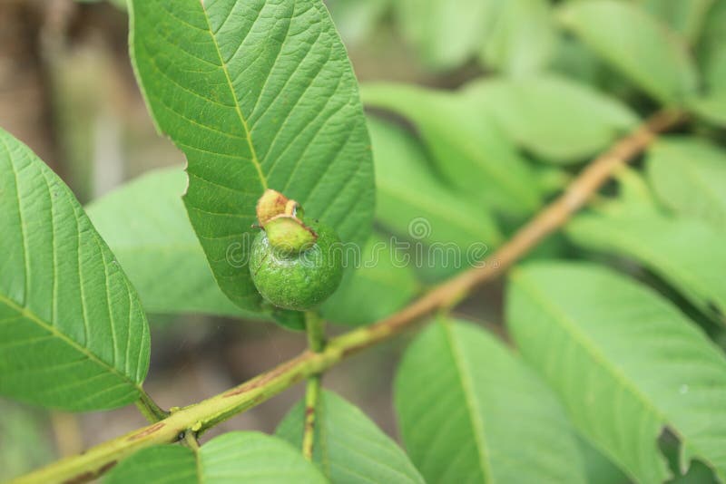 Growing Guava, Organic Fruit Guava Trees in Thailand are Fruiting ...