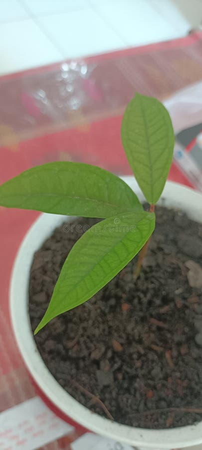 Growing Guava Plants in a Pot Stock Image - Image of growing, growth ...