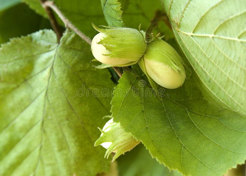 Growing Hazelnuts with Leaf on Tree Stock Photo - Image of hazelnuts ...