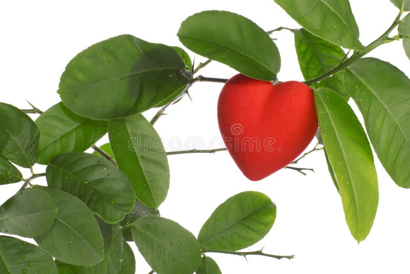 Growing Heart stock photo. Image of isolated, plant, love - 12694260