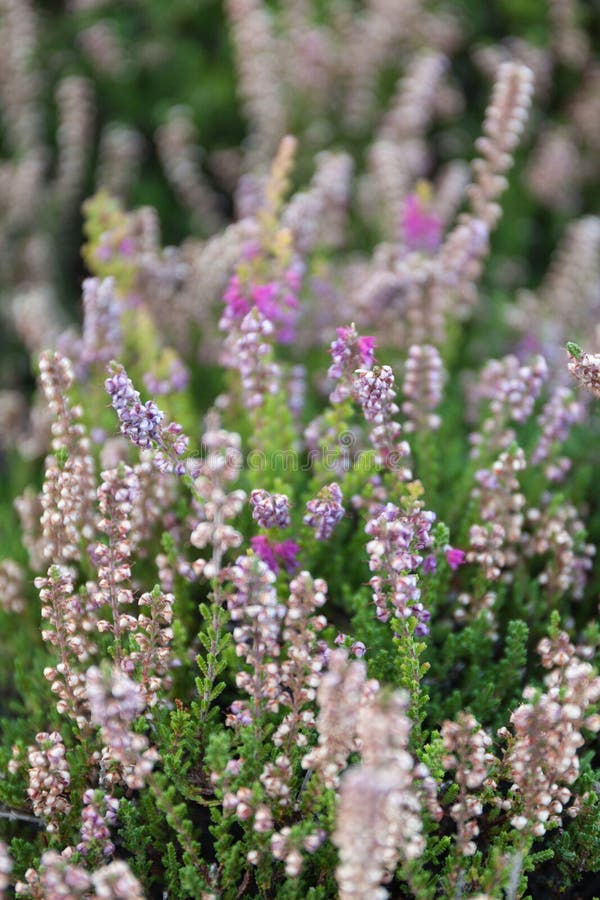Growing a Heather Plant for Medicinal Purposes Stock Image - Image of ...