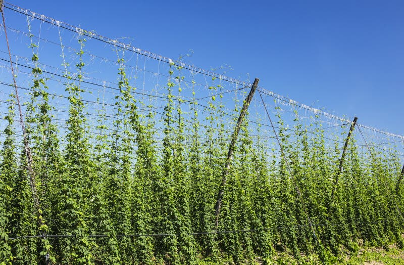 Growing hop stock photo. Image of farming, plant, growing - 11778958