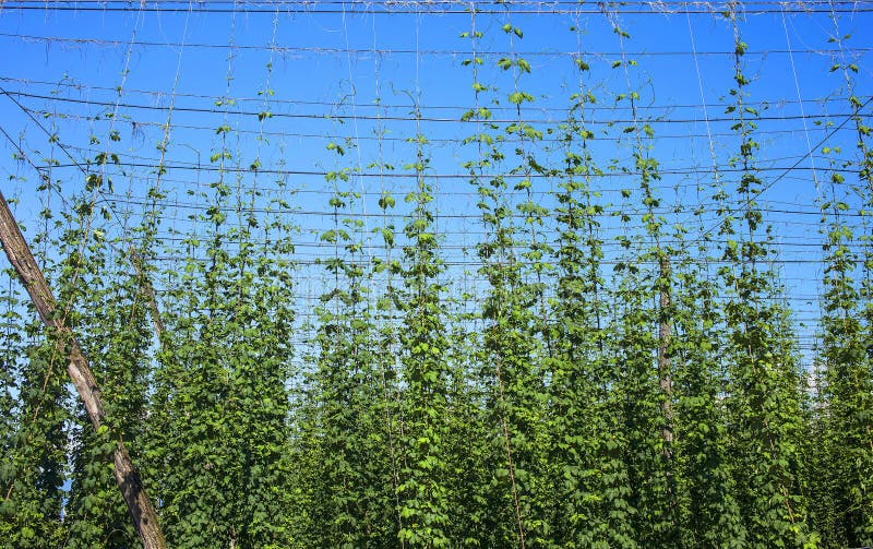 Growing hop crop stock photo. Image of europe, food, ecology - 74293004