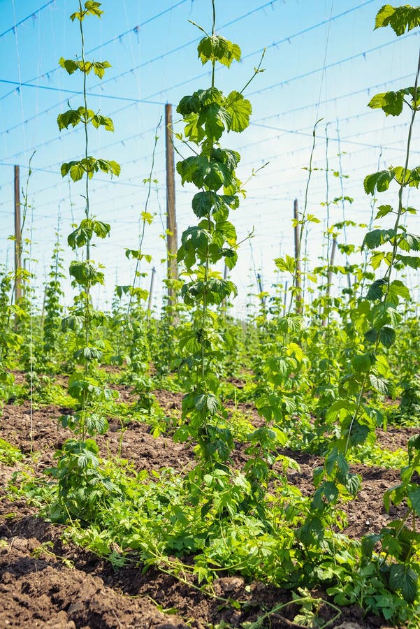 Hops field and blue sky stock photo. Image of crop, agronomy - 125440122