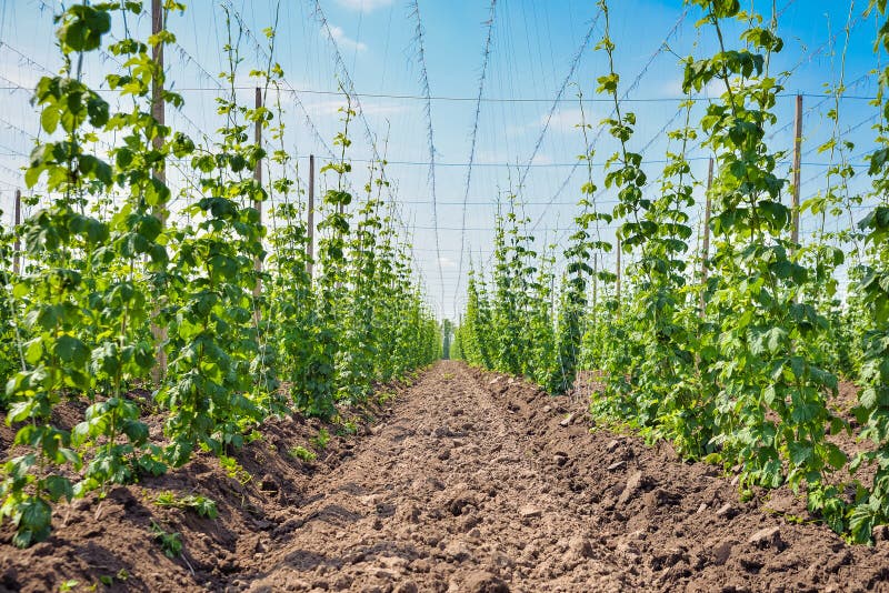 Hops field and blue sky stock photo. Image of garden - 125440632