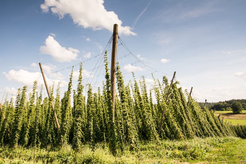 Hops Plantation In Bavaria, Germany Stock Photo - Image of plants, beer ...
