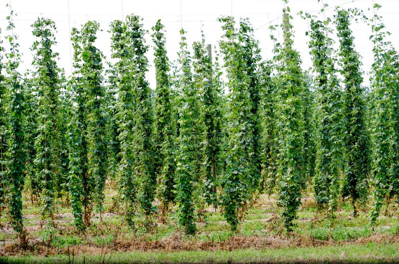Growing Hops in Michigan USA Stock Photo - Image of farm, beer: 97642076