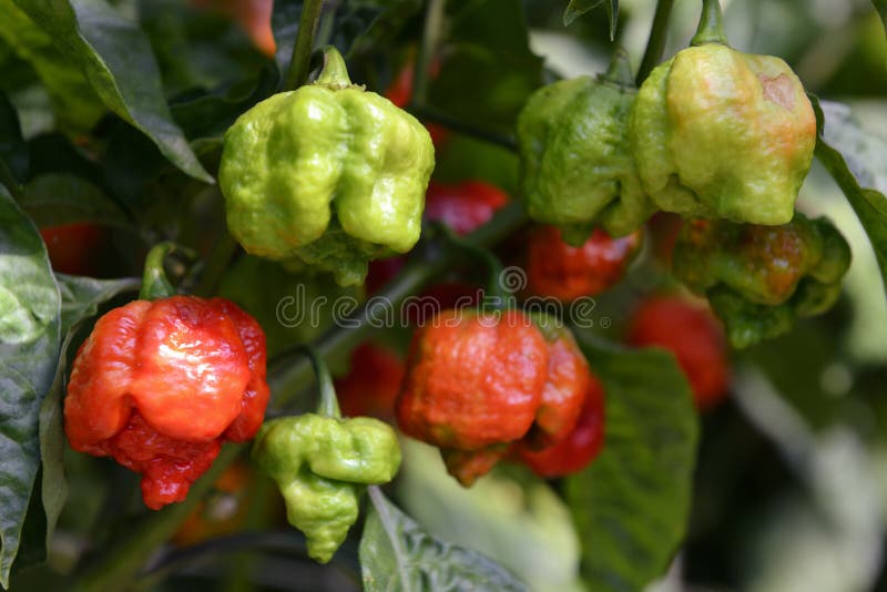 Trinidad Scorpion Moruga Peppers Stock Image - Image of green ...