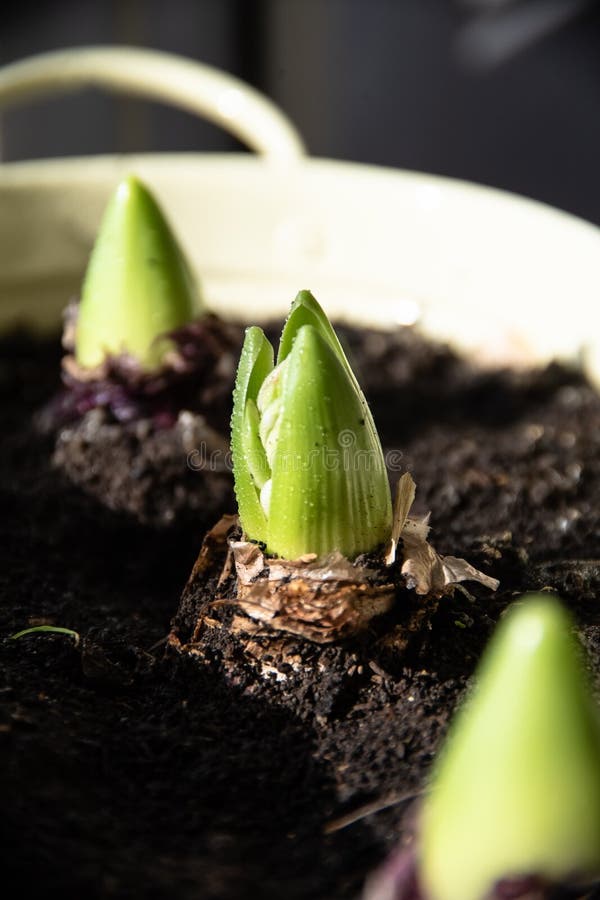 Growing Hyacinth Flower Bulb in Pot Stock Image - Image of leaf, plant ...