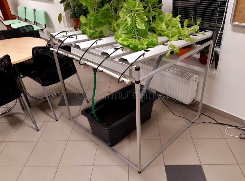Growing Hydroponic Table in the Interior in the Corridor of Stock Photo ...