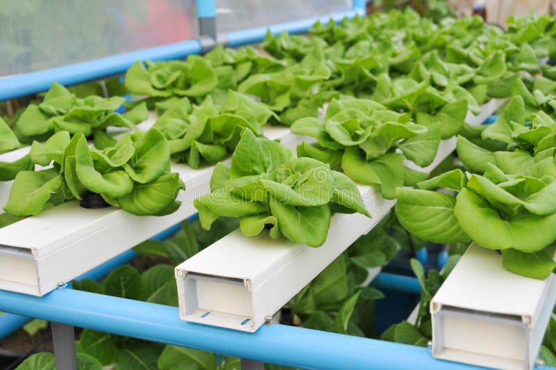 Growing Hydroponic Vegetables Stock Image - Image of health, hydroponic ...