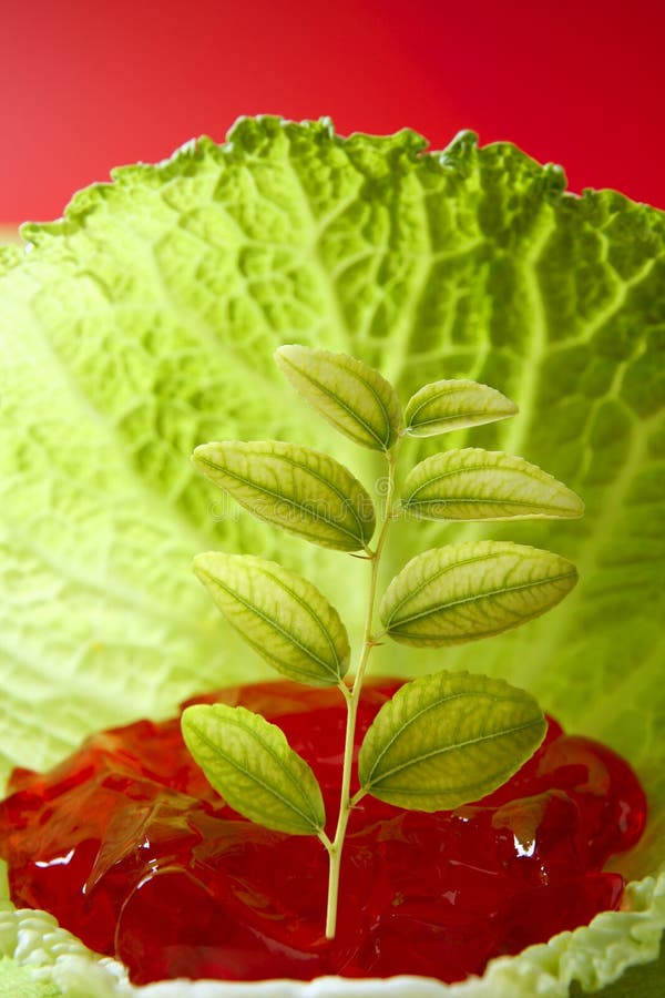 Growing Inside a Cabbage Leaf Stock Image - Image of healthy, botanical ...