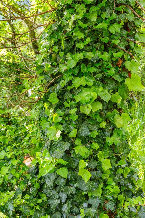 Growing Ivy on a Tree Trunk Stock Image - Image of woods, leaf: 355950591
