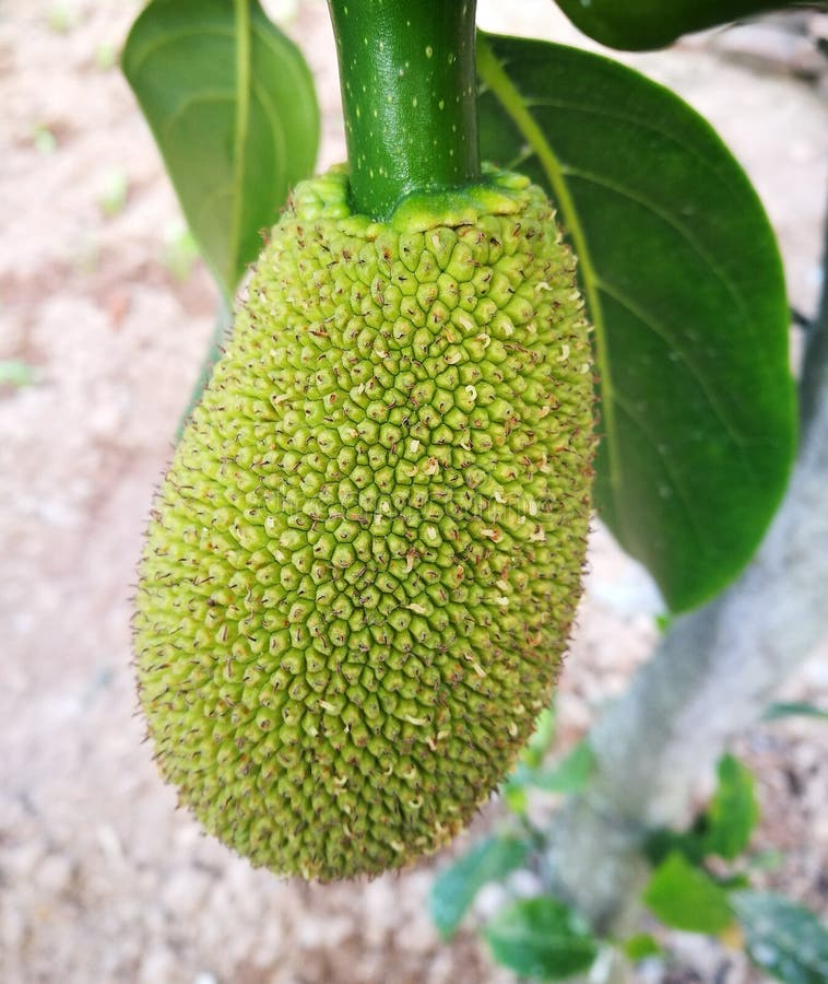 Tiny Jackfruit Stock Photos - Free & Royalty-Free Stock Photos from ...