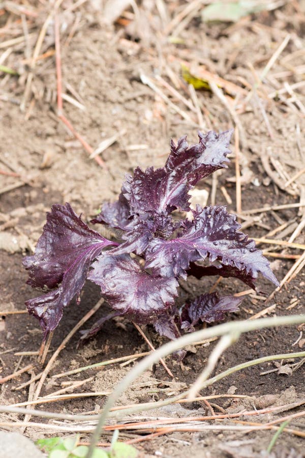 Growing Japanese Red Perilla Also Known As Shiso Stock Photo - Image of ...