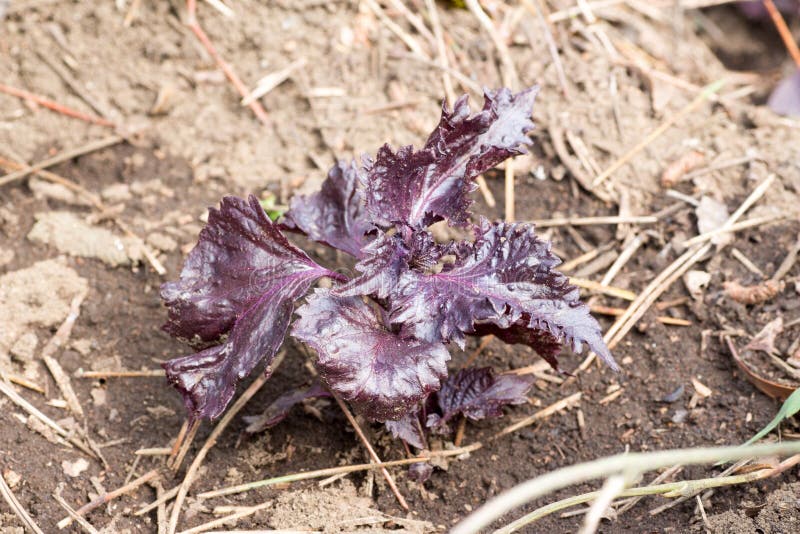 Growing Japanese Red Perilla Also Known As Shiso Stock Photo - Image of ...