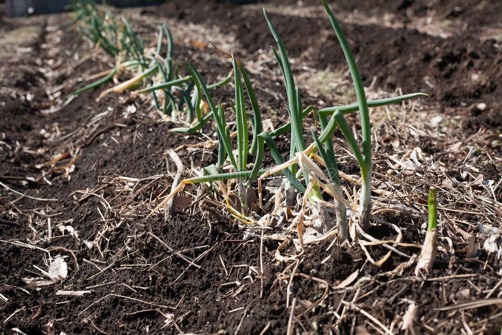 Growing Japanese Scallion on Farm Stock Image - Image of furrows, green ...