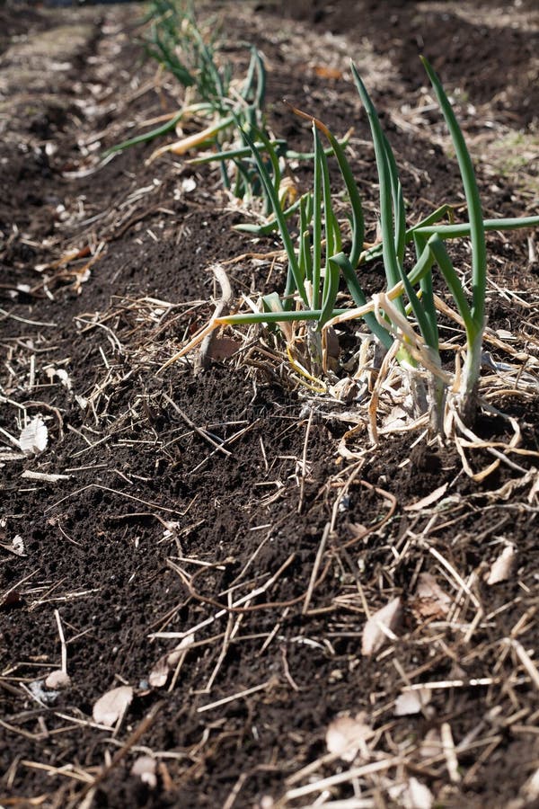 Growing Japanese Scallion on Farm Stock Photo - Image of agriculture ...