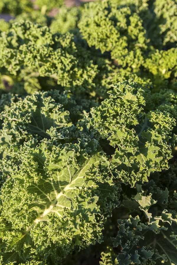 Growing kale stock photo. Image of outdoors, leaf, seasonal - 70913748
