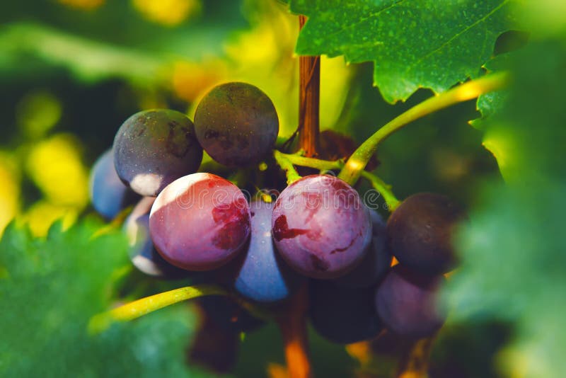 Kyoho Grapes Giant Mountain Grapes Stock Photo - Image of plump ...