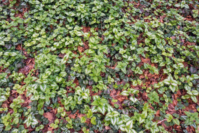 Growing Lamium Plants or Lamiaceae in Close Up Stock Image - Image of ...
