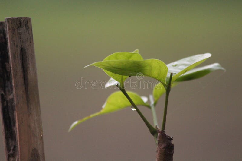 Growing Leaf stock image. Image of green, leaf, tree - 105979007