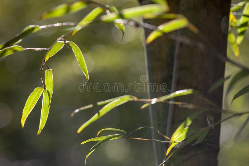 Growing Leaf Bamboo Frame in Forest or Texture Background with Nice ...