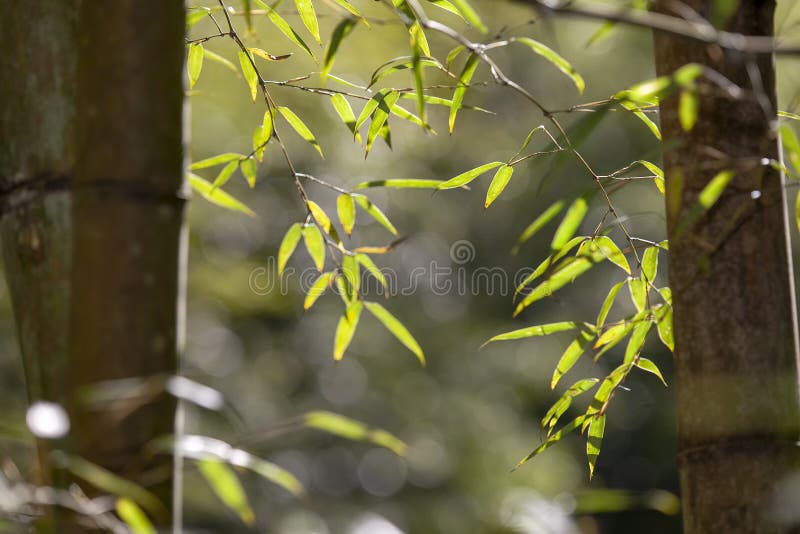 Growing Leaf Bamboo Frame in Forest or Texture Background with Nice ...