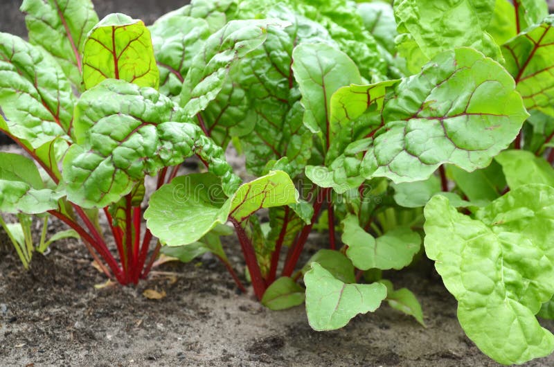 Growing Leaf Beet in Open Ground. Stock Photo - Image of food ...
