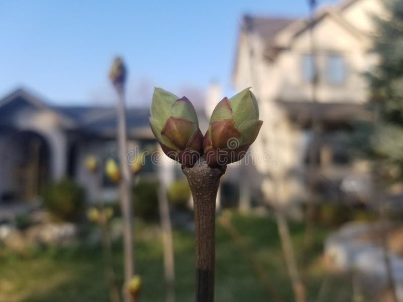 Growing Leaf Bud stock image. Image of flower, garden - 215358597