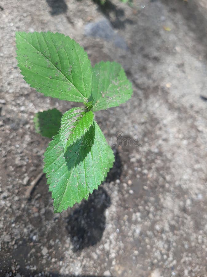 Mindle Sand Stock Photos - Free & Royalty-Free Stock Photos from Dreamstime