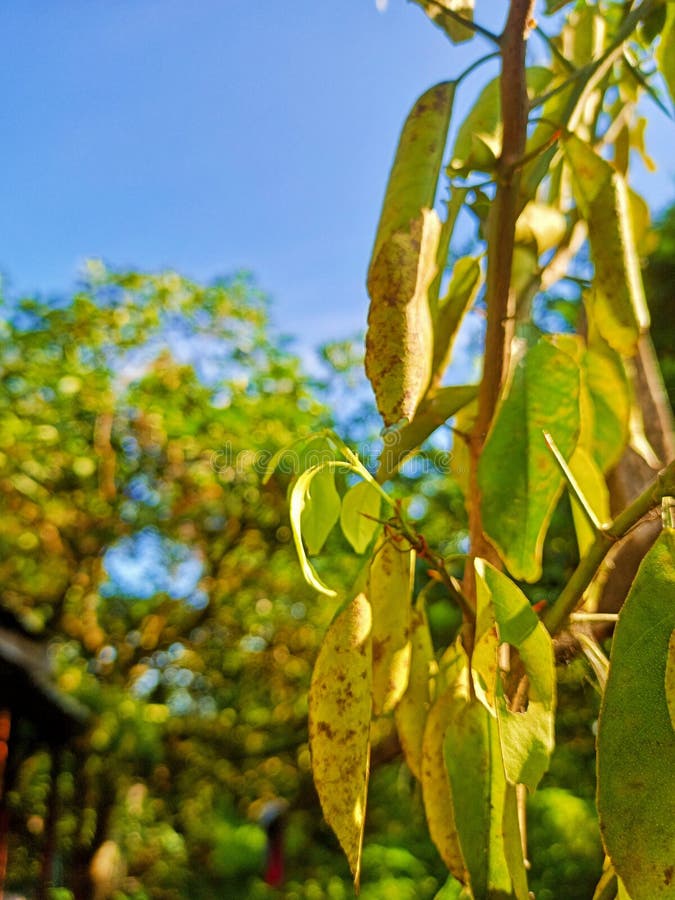Growing Leaves and Beautiful Blue Sky Stock Photo - Image of blossom ...