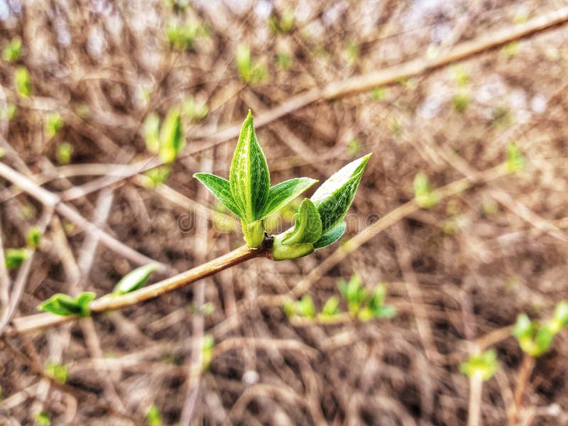 Growing Leaves on a Branch in the Spring Stock Photo - Image of growth ...